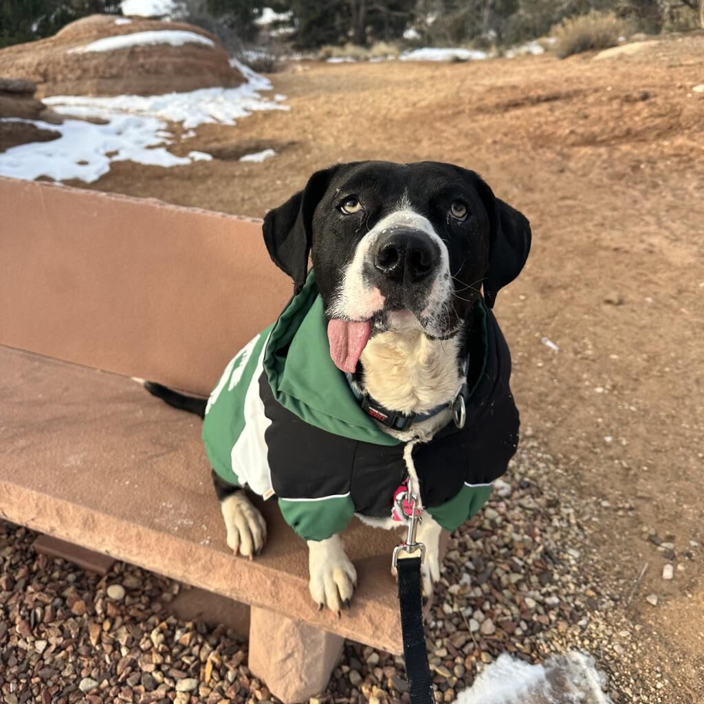 Hello my name is Eloise | Dogs | KSL Classifieds