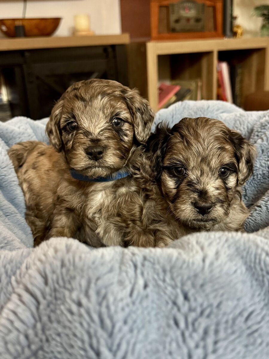 Mini Aussie Doodle Puppies | Dogs | KSL Classifieds