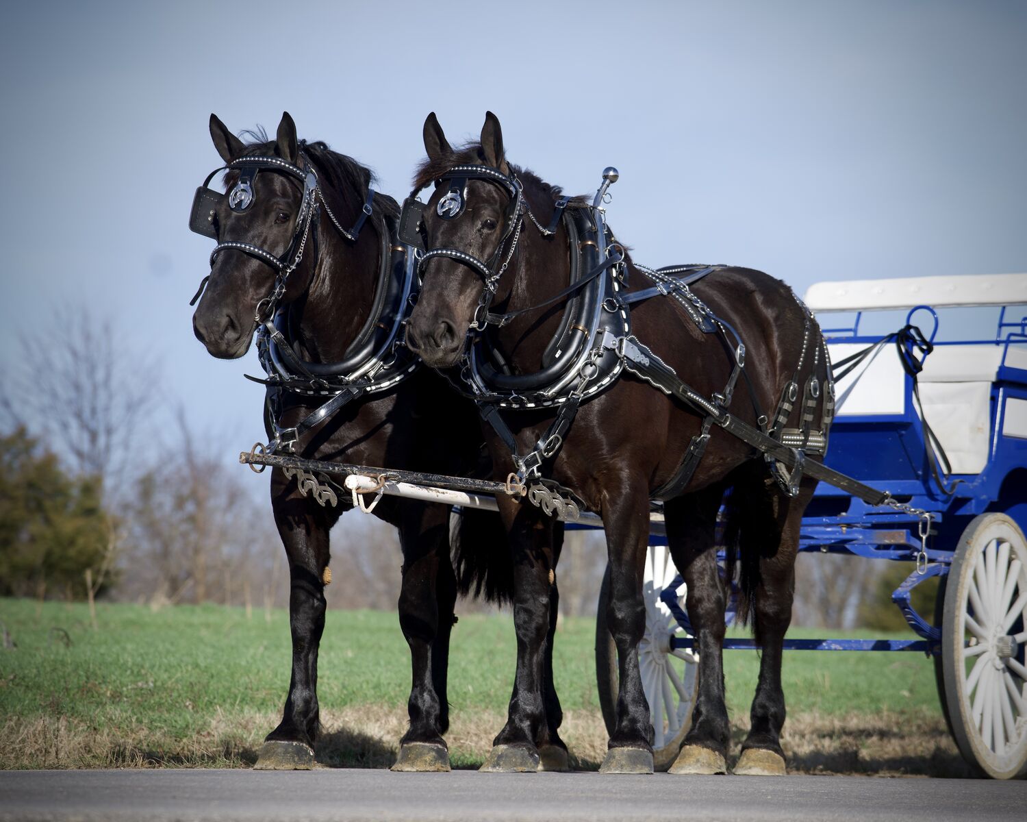 Draft Horse Teams for Sale | Horses | KSL Classifieds