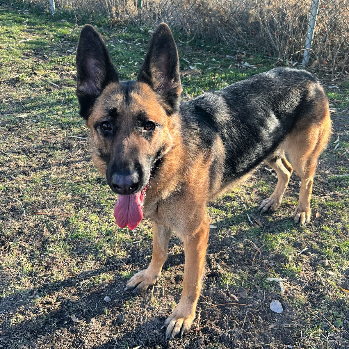 Nala | Dogs | KSL Classifieds