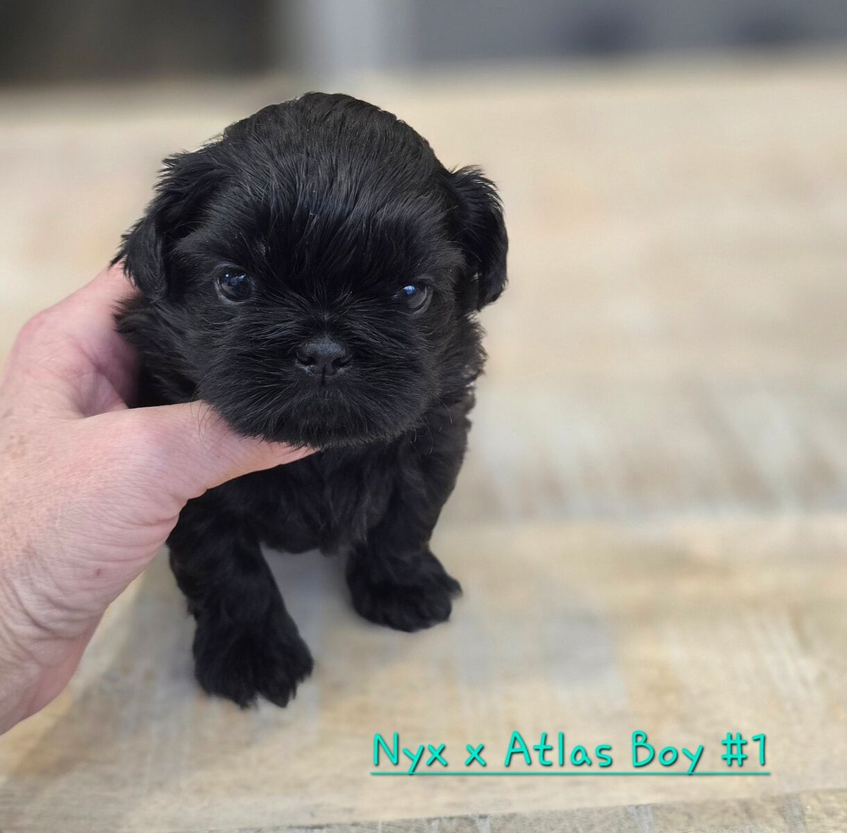 SHIH TZU PUPPIES | Dogs | KSL Classifieds