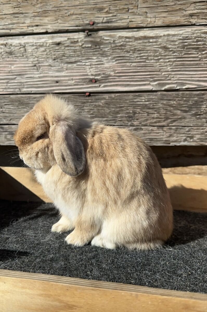 Darling Holland Lop | Rabbits | KSL Classifieds