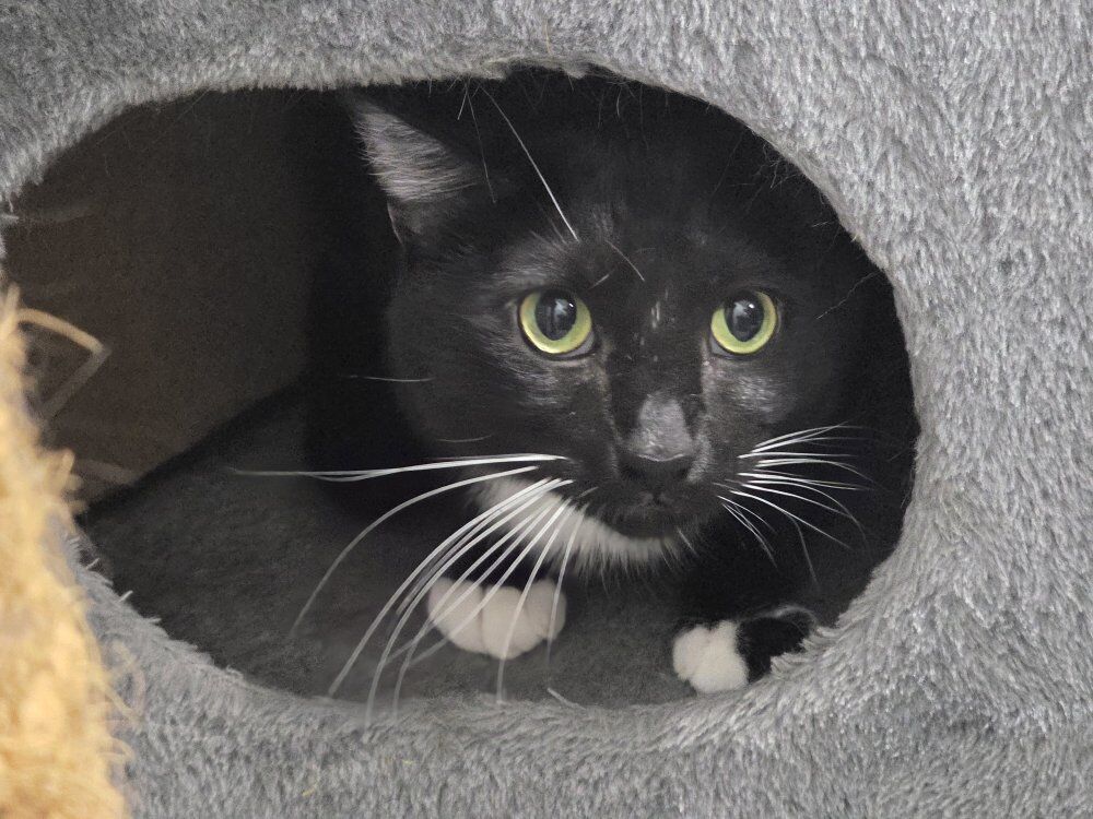 Free to a good home: Salem (2yo Tuxedo Cat) | Cats | KSL Classifieds