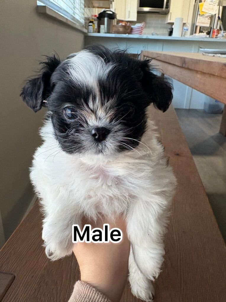 Puppies | Dogs | KSL Classifieds