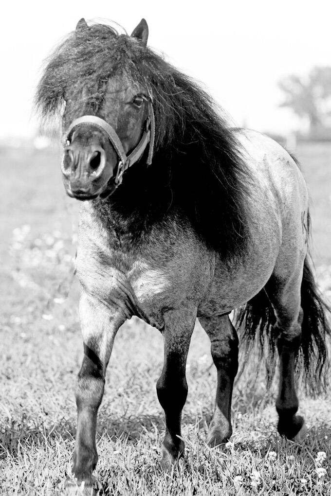 Standing At Stud | Horses | KSL Classifieds