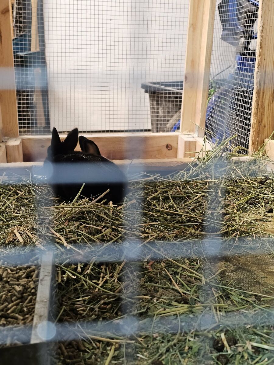 Christmas bunnies | Rabbits | KSL Classifieds