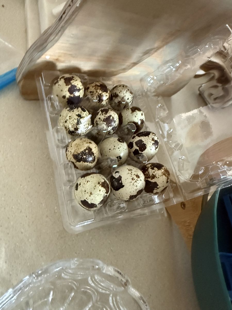 Quail eggs | Poultry and Gamebirds | KSL Classifieds