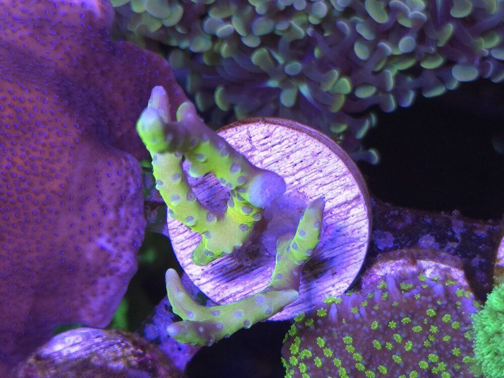 SPS frags | Fish | KSL Classifieds