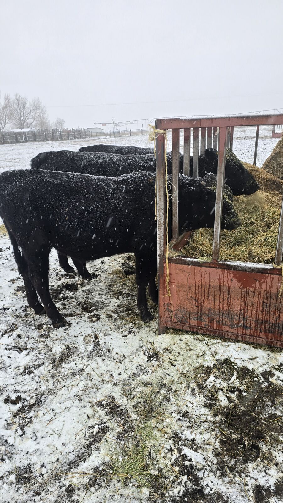 BULL | Cattle | KSL Classifieds