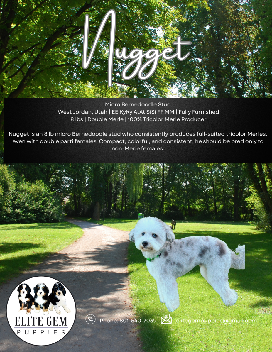 Extreme Micro Chocolate Bernedoodle stud | Dogs, Studs/Breeding | KSL ...