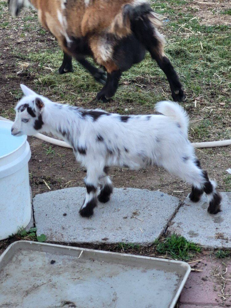DWARF GOATS ,14 NEW TINY DWARK BABYS 1-26, GIVE L | Goats | KSL Classifieds