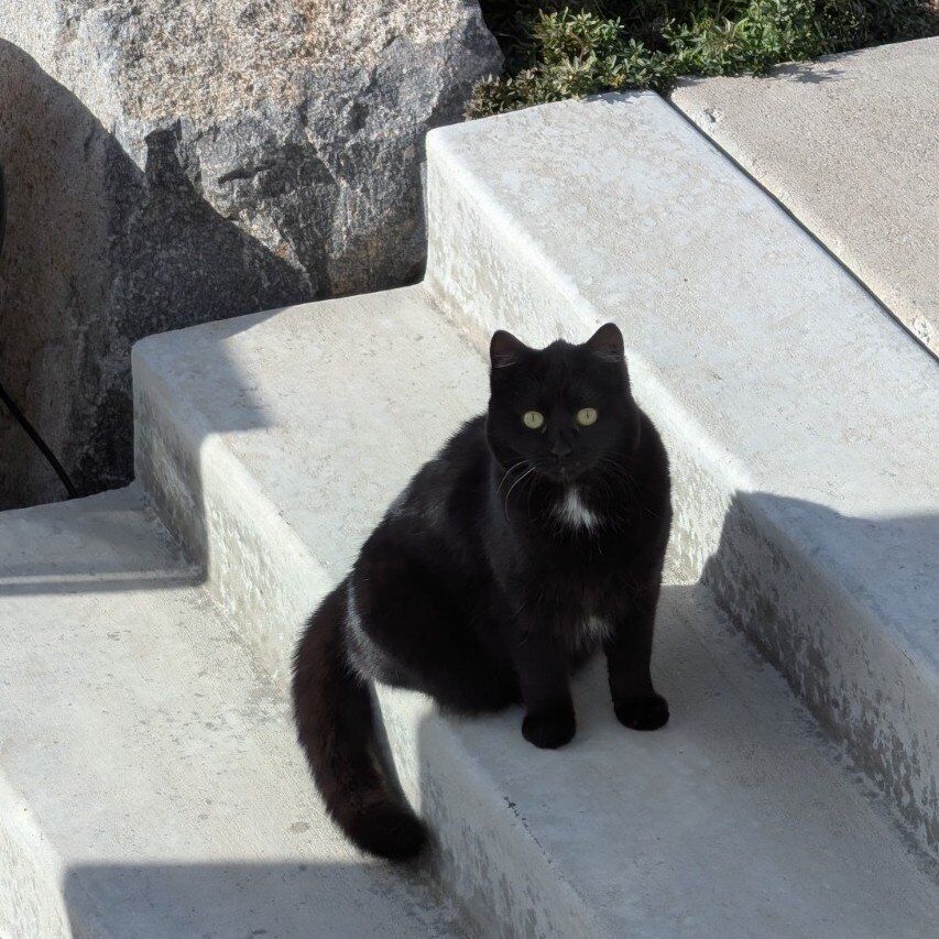 Barn Cat | Cats | KSL Classifieds