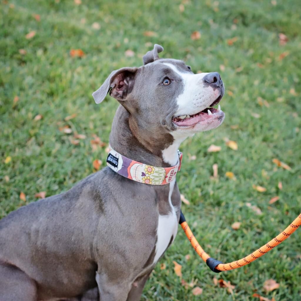 Hello my name is Milly | Dogs | KSL Classifieds