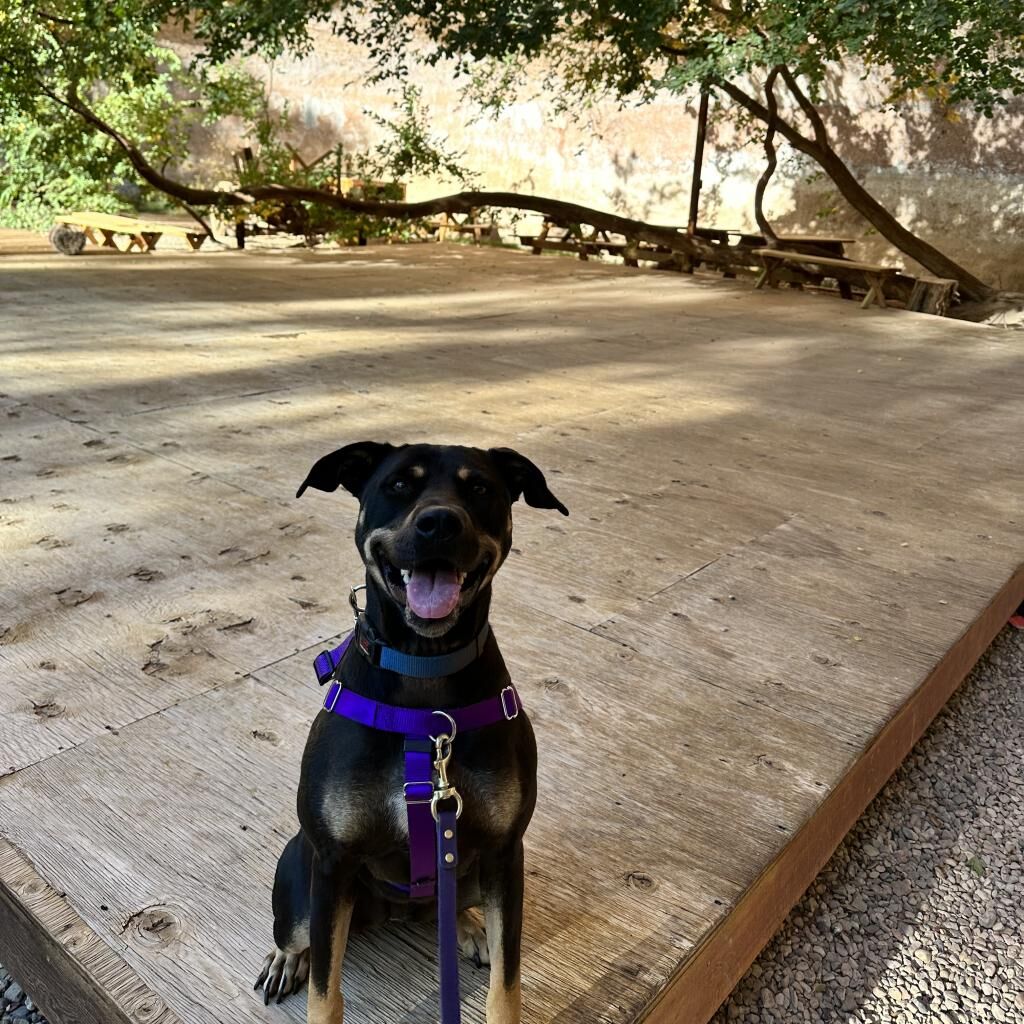 Hello my name is Virginia | Dogs | KSL Classifieds