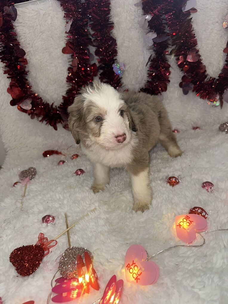 Standard Bernedoodle | Dogs | KSL Classifieds