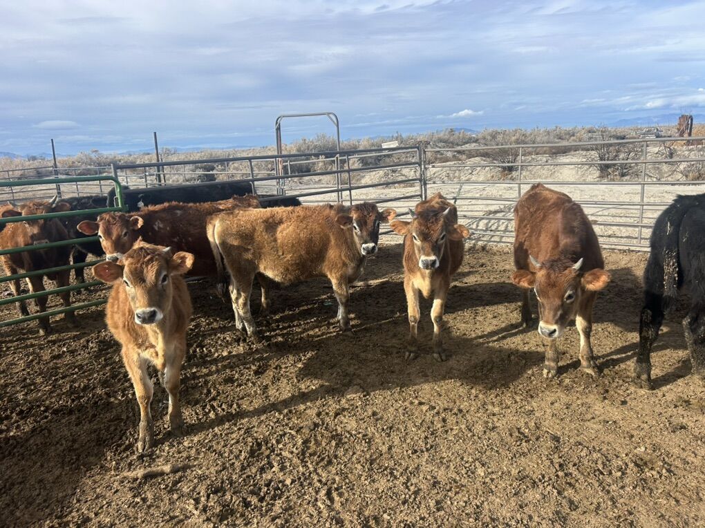 Jersey Steers | Cattle | KSL Classifieds