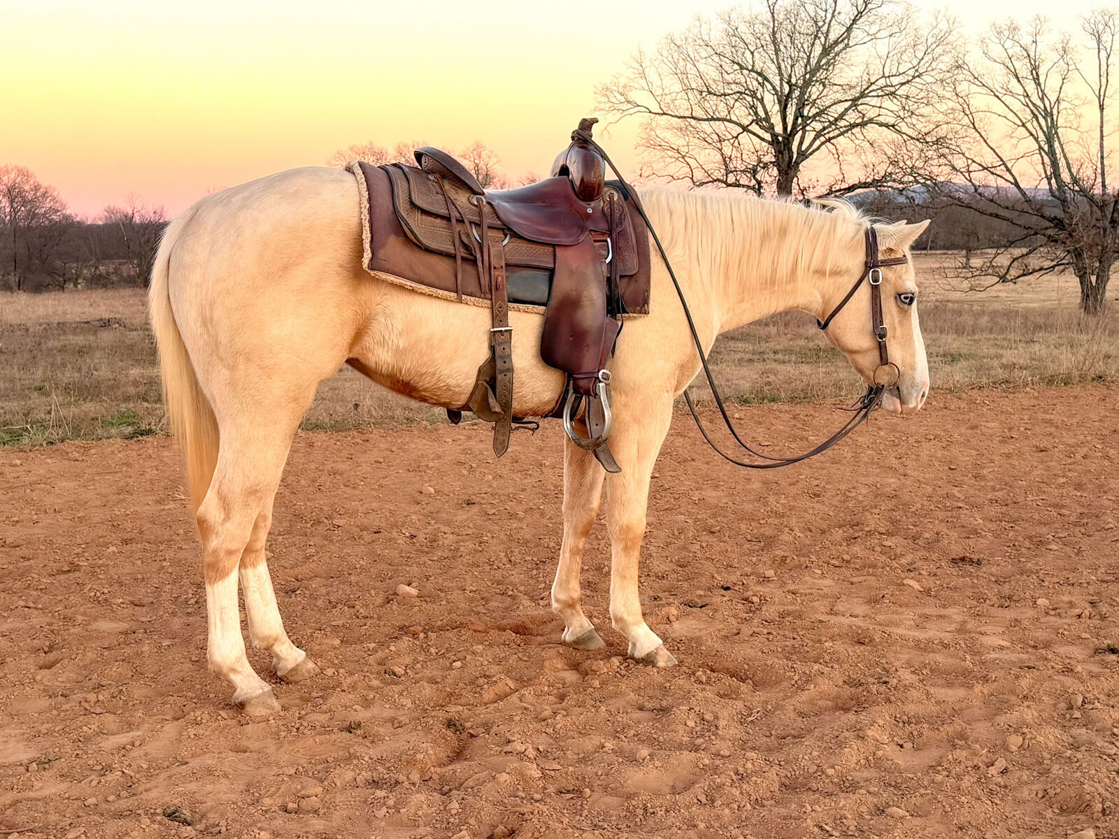 NU CHEX TO CASH / GUNNER ON ICE | Horses | KSL Classifieds