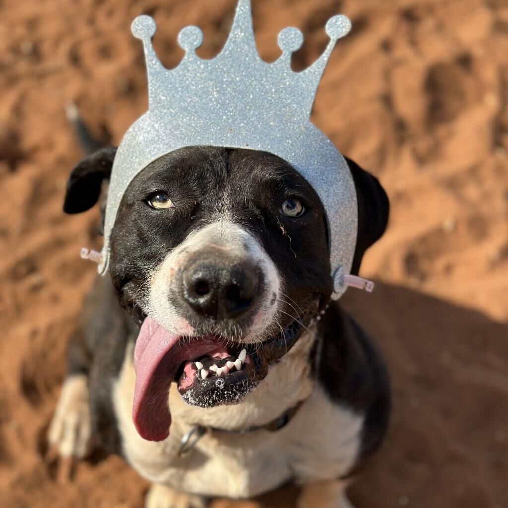 Hello my name is Eloise | Dogs | KSL Classifieds