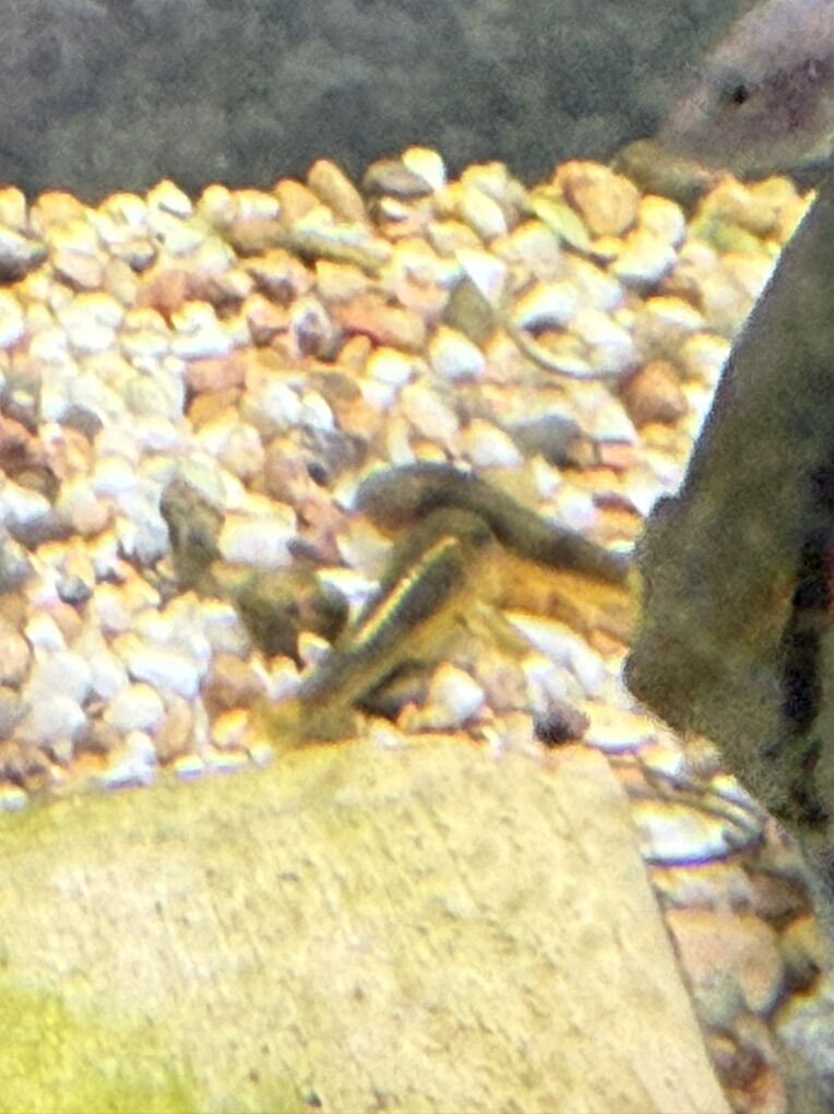 Gold Laser | Fish | KSL Classifieds