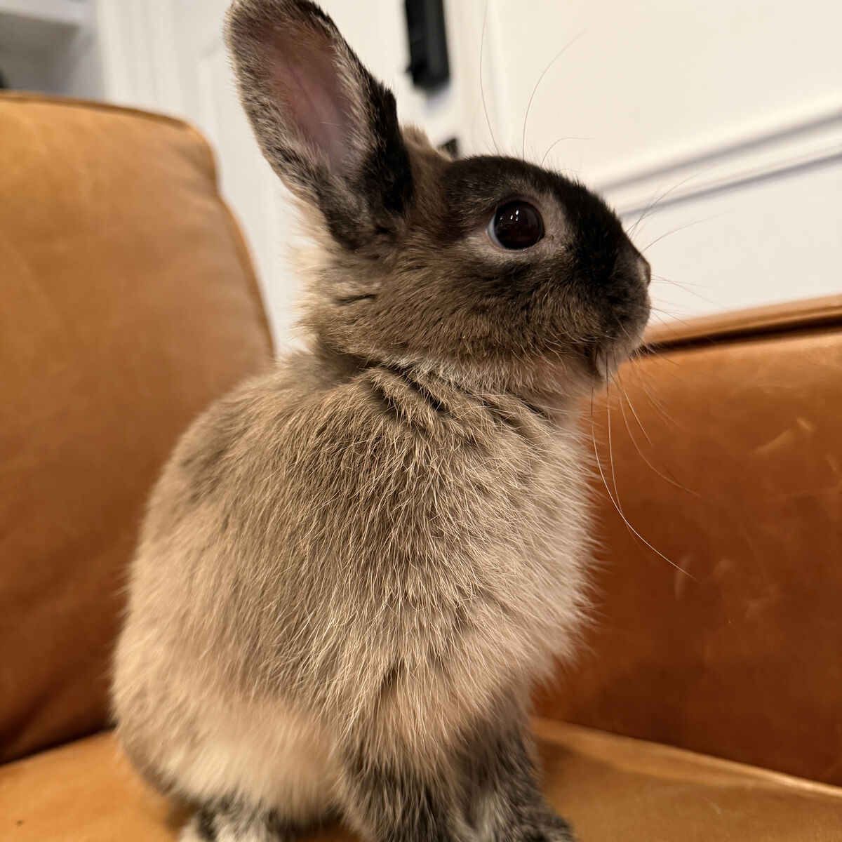 Baby bunny | Rabbits | KSL Classifieds