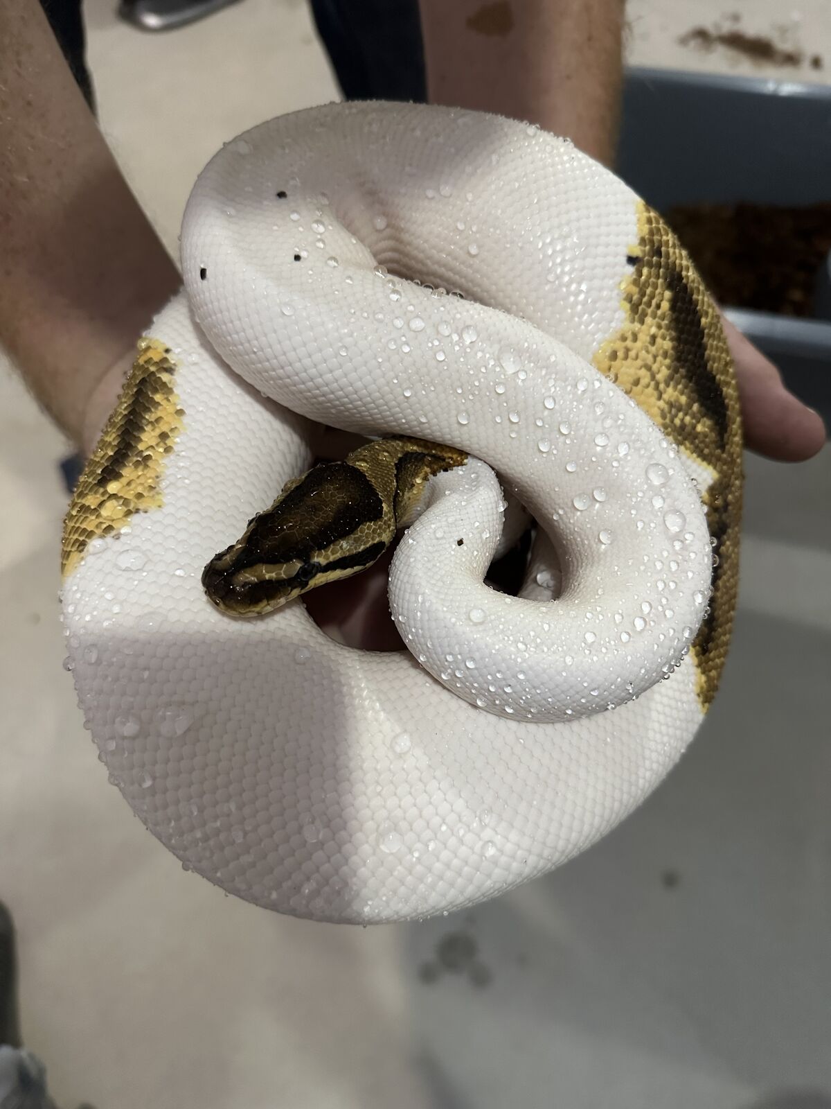 Male, Orange Dream, Yellow Belly, het Lavender Albino, Ball Python ...