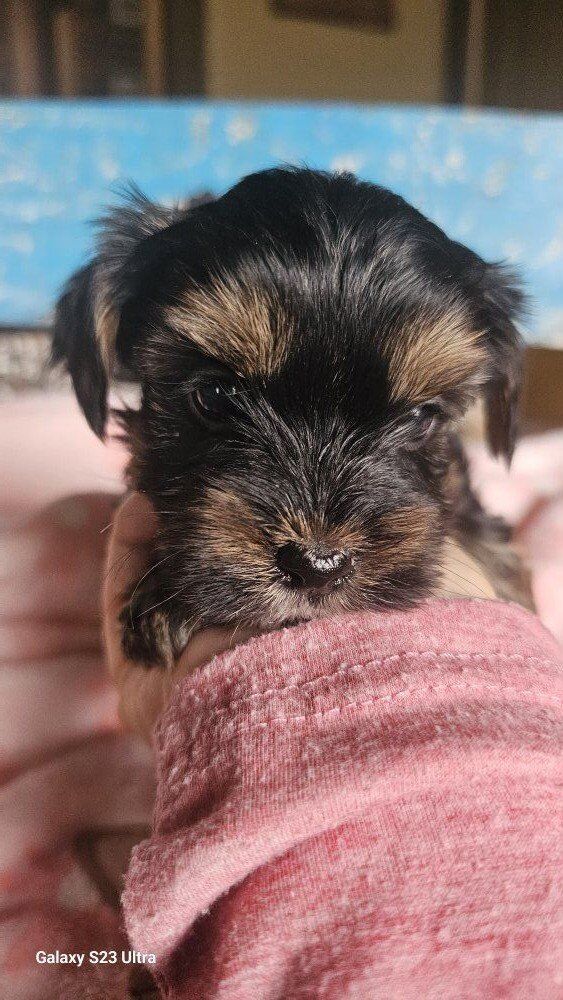 Beautiful Yorkie Puppies • Health Guarantee. | Dogs | KSL Classifieds