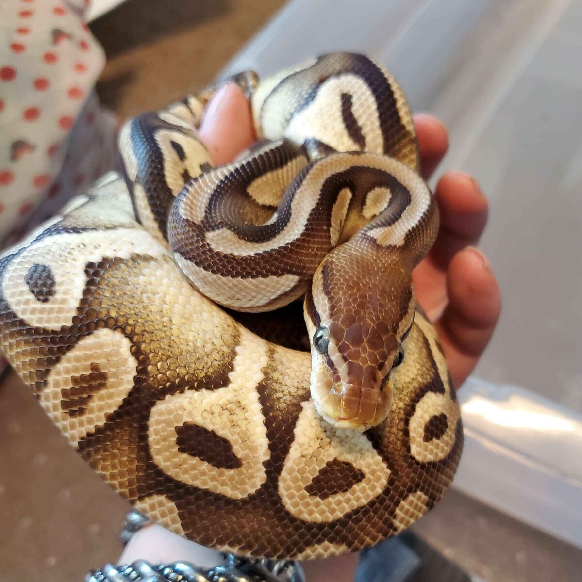 Multiple Ball Pythons OBO | Reptiles | KSL Classifieds