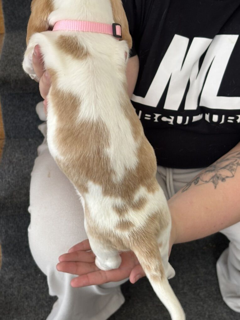 Bassett Hound Puppies | Dogs, Studs/Breeding | KSL Classifieds