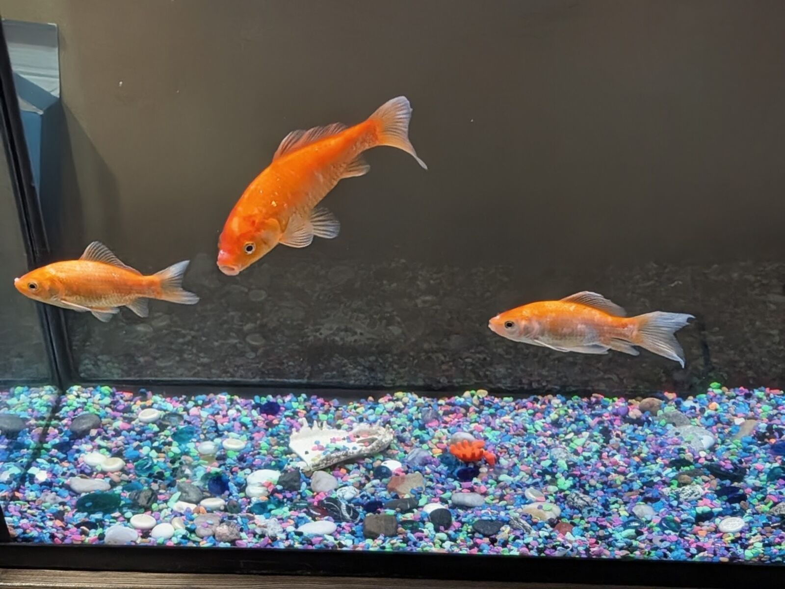 Gold Fish | Fish | KSL Classifieds