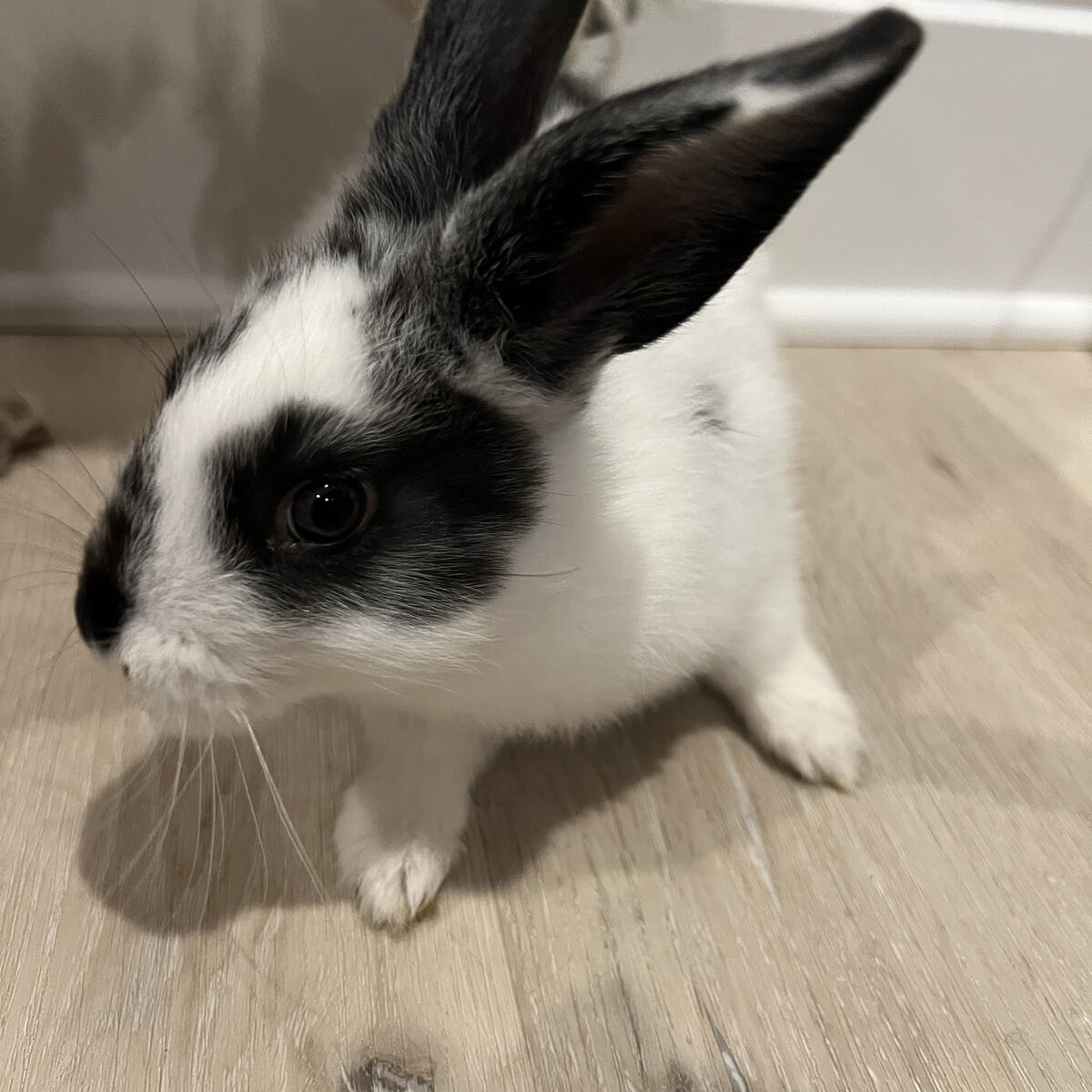 Adorable Baby Bunnies (Merry Christmas!) | Rabbits | KSL Classifieds