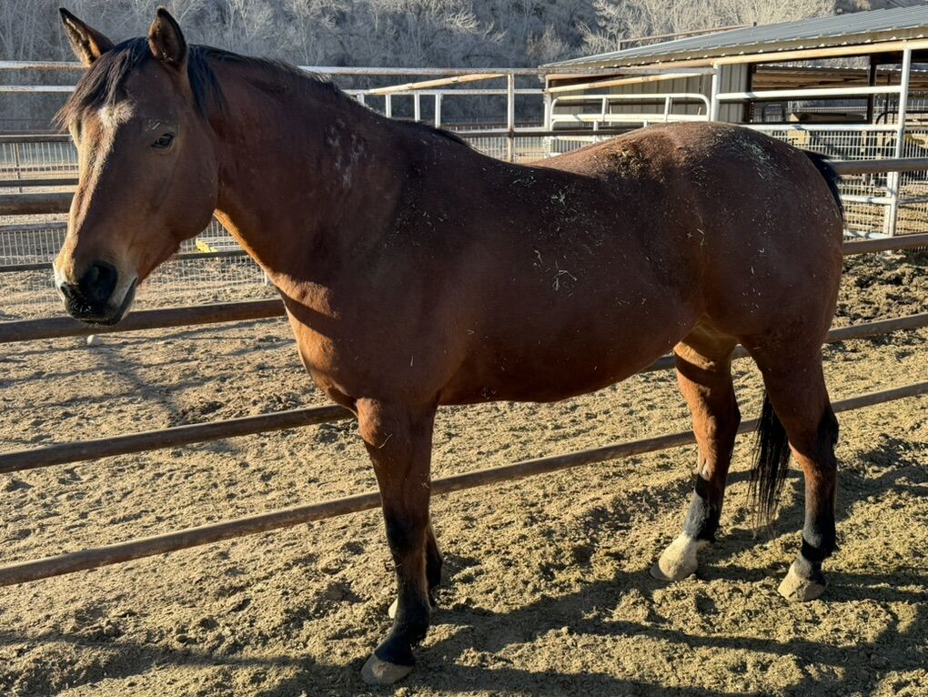 Bay Gelding | Horses | KSL Classifieds