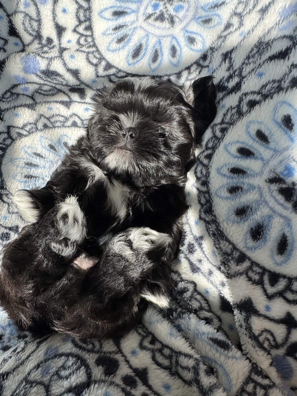 SWEET BABY FOR ADOPTION! AKC - Pure Bred Shih Tzu Puppy | Dogs | KSL ...