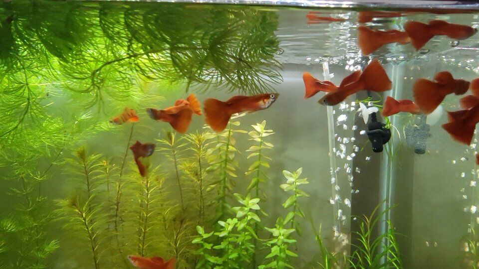 Red Delta Fancy Guppies | Fish | KSL Classifieds