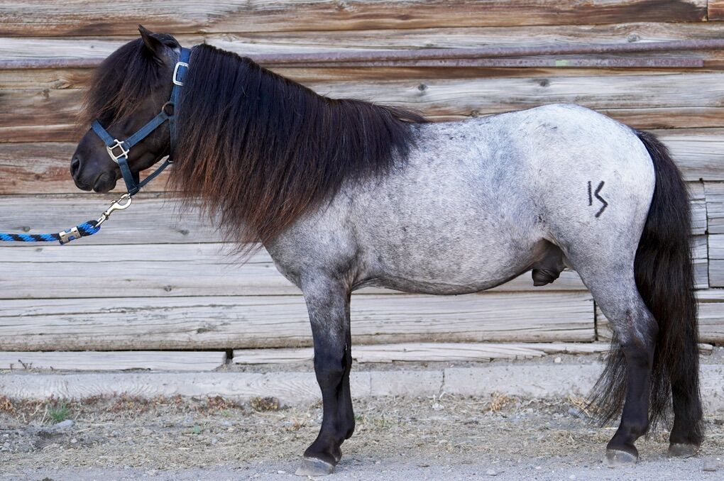 Standing At Stud | Horses | KSL Classifieds