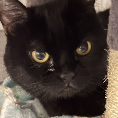 Hello my name is Lucy | Cats | KSL Classifieds