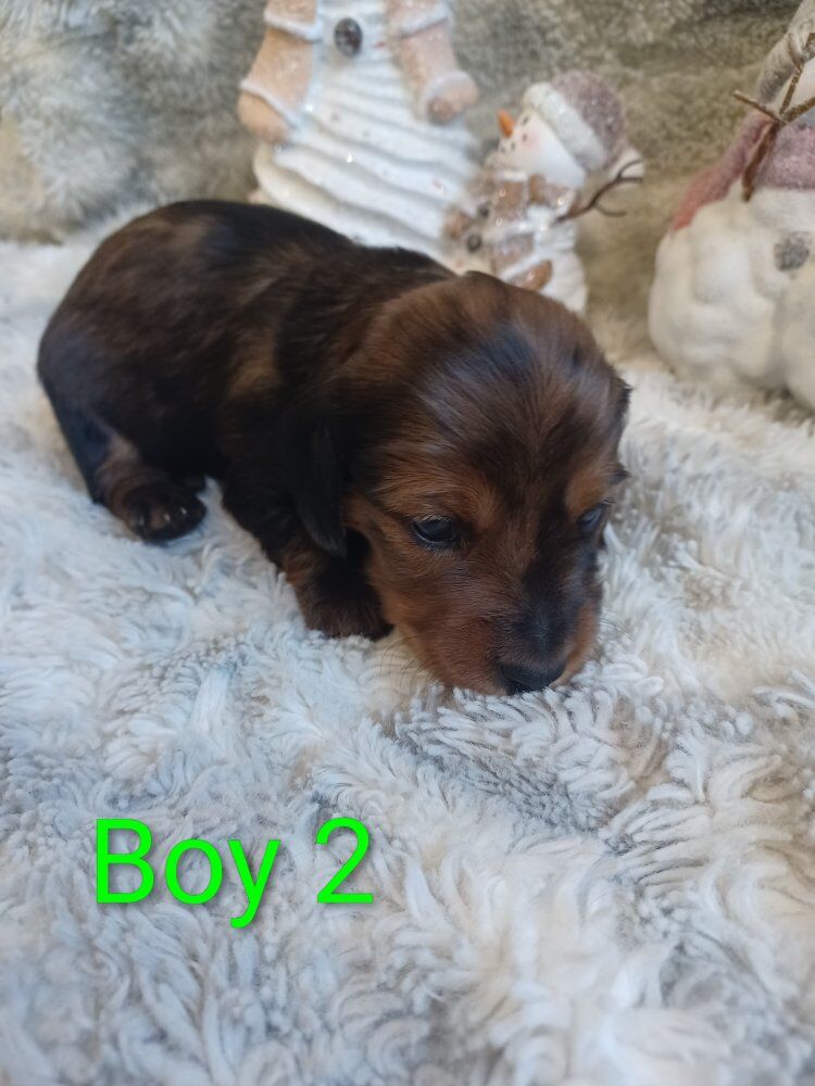 AKC Miniature Dachshund Puppies 2 Left | Dogs | KSL Classifieds