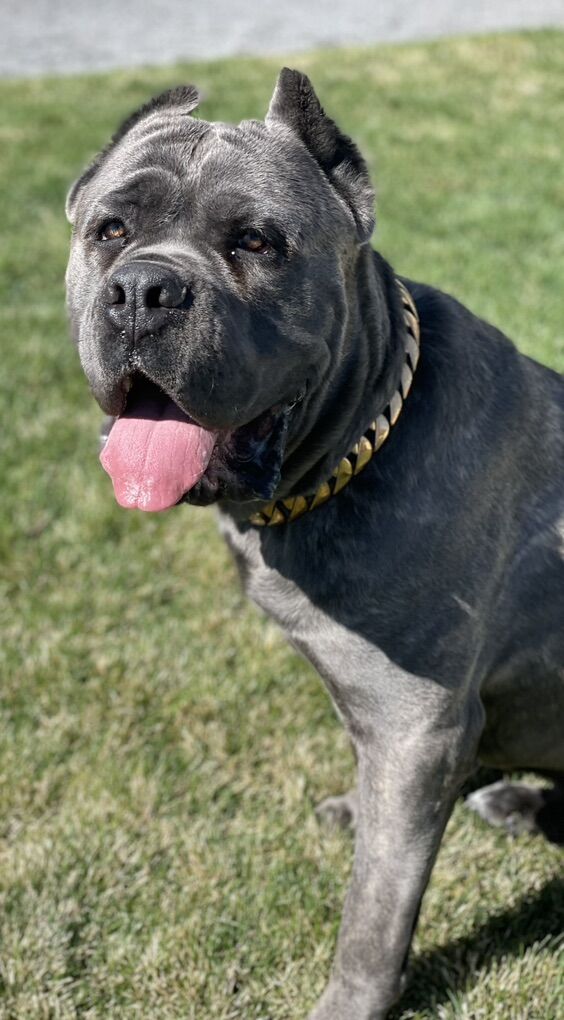 Cane Corso AKC and ICCF STUD | Dogs, Studs/Breeding | KSL Classifieds