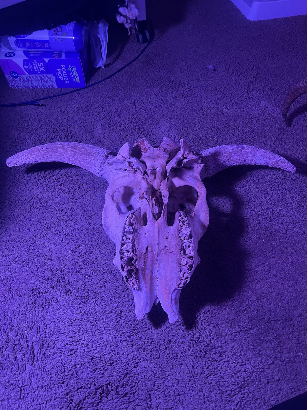 real cow/bull skull | Skins and Taxidermy Mounts | KSL Classifieds