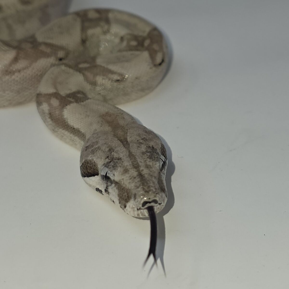 *HOLIDAY DEALS* | Reptiles | KSL Classifieds