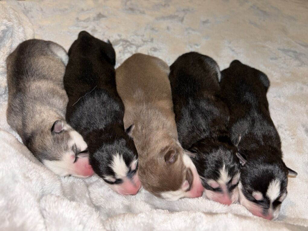 Purebread Siberian Husky Puppies | Dogs | KSL Classifieds