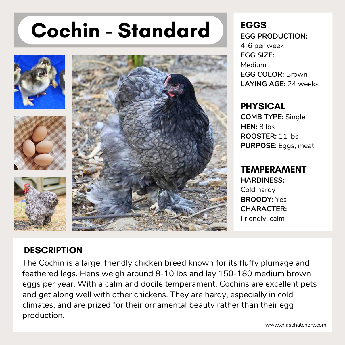 Order Your Chicks NOW for 2026 Season | Poultry and Gamebirds | KSL ...