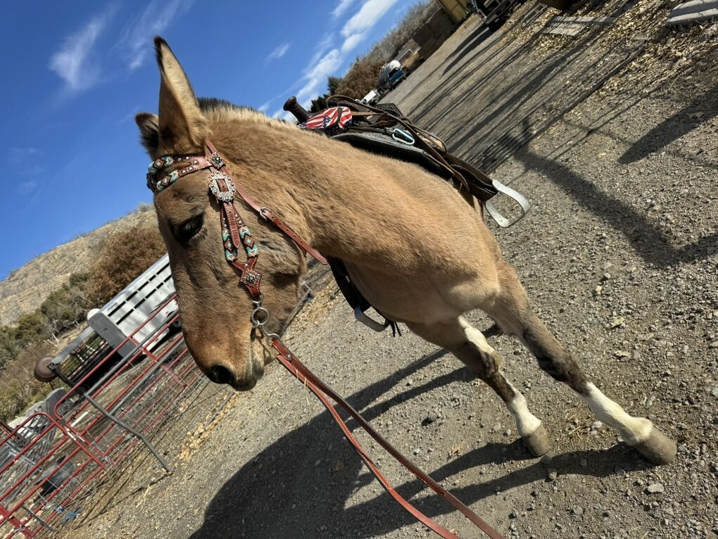 John Boy Grab Him While Ya Can | Horses | KSL Classifieds