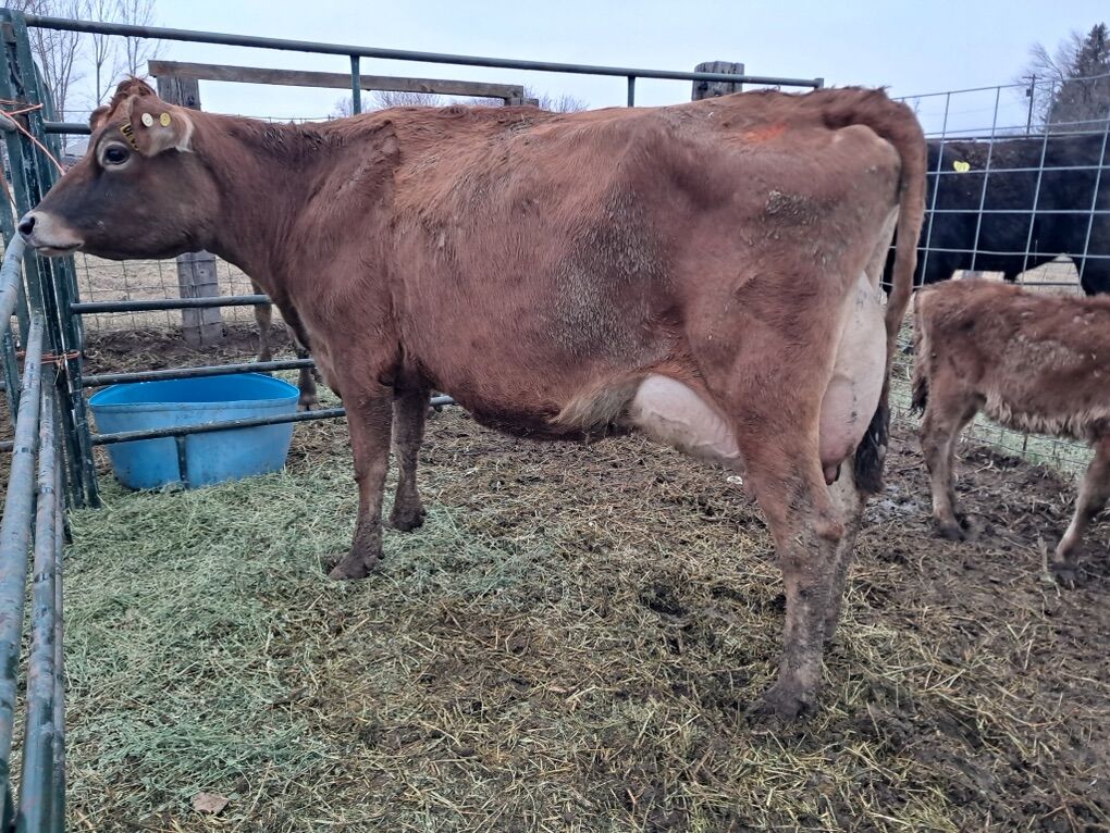 Jersey Milk Cows | Cattle | KSL Classifieds