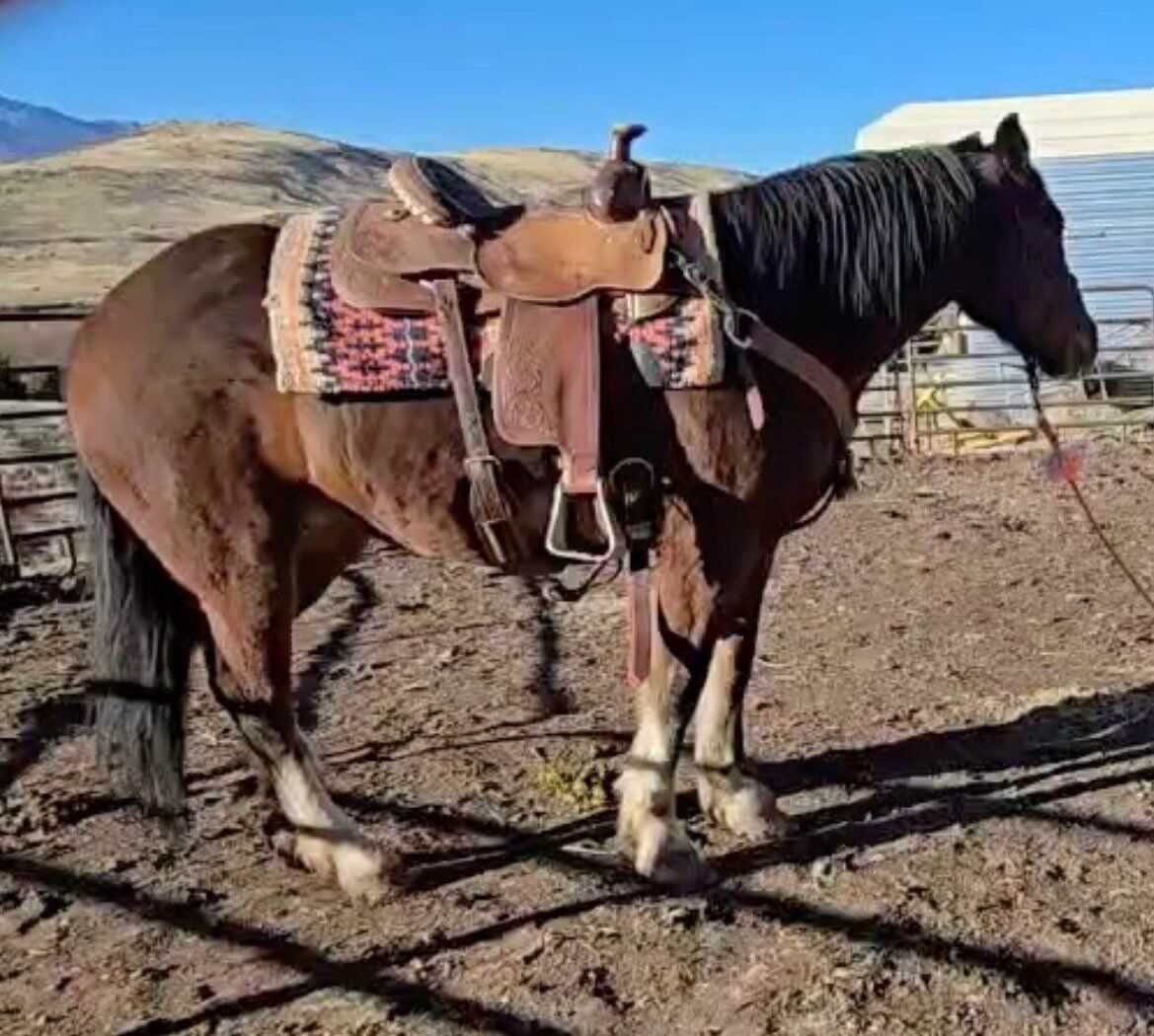 Draft x Mare - Need to sell | Horses | KSL Classifieds