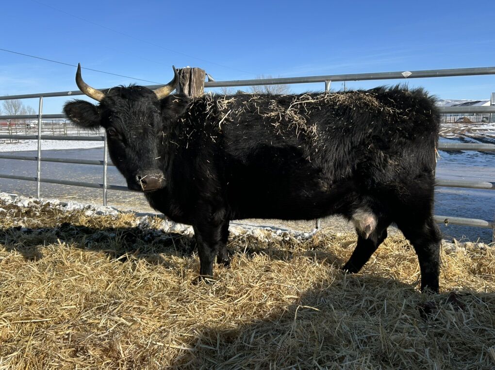 Mini cow | Cattle | KSL Classifieds