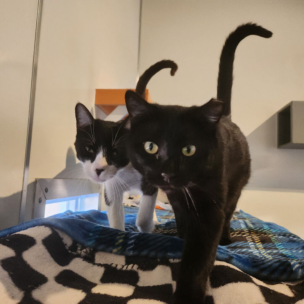 Hello my name is Pepper | Cats | KSL Classifieds