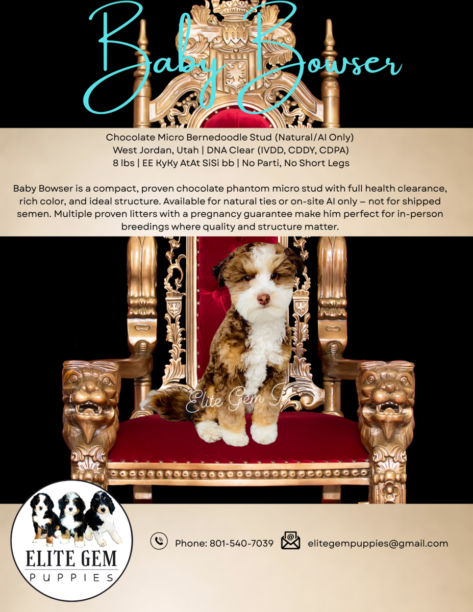 Extreme Micro Chocolate Bernedoodle stud | Dogs, Studs/Breeding | KSL ...