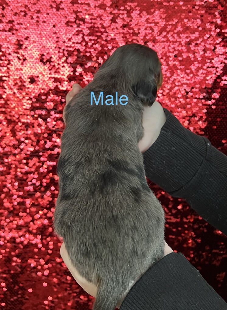 Dachshund Puppies | Dogs | KSL Classifieds