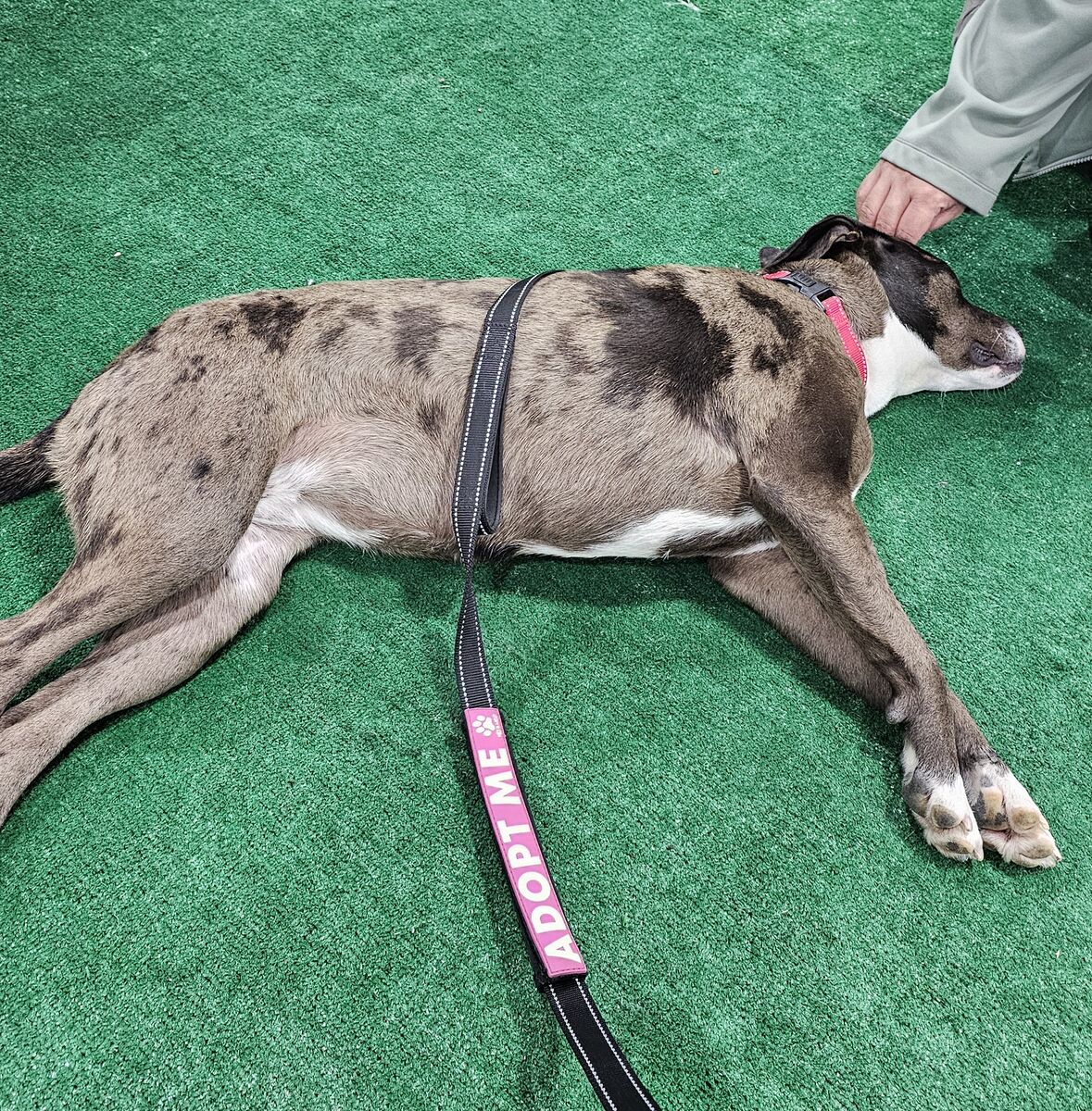 Winnie catahoula leopard dog mix looking for a home | Dogs | KSL ...