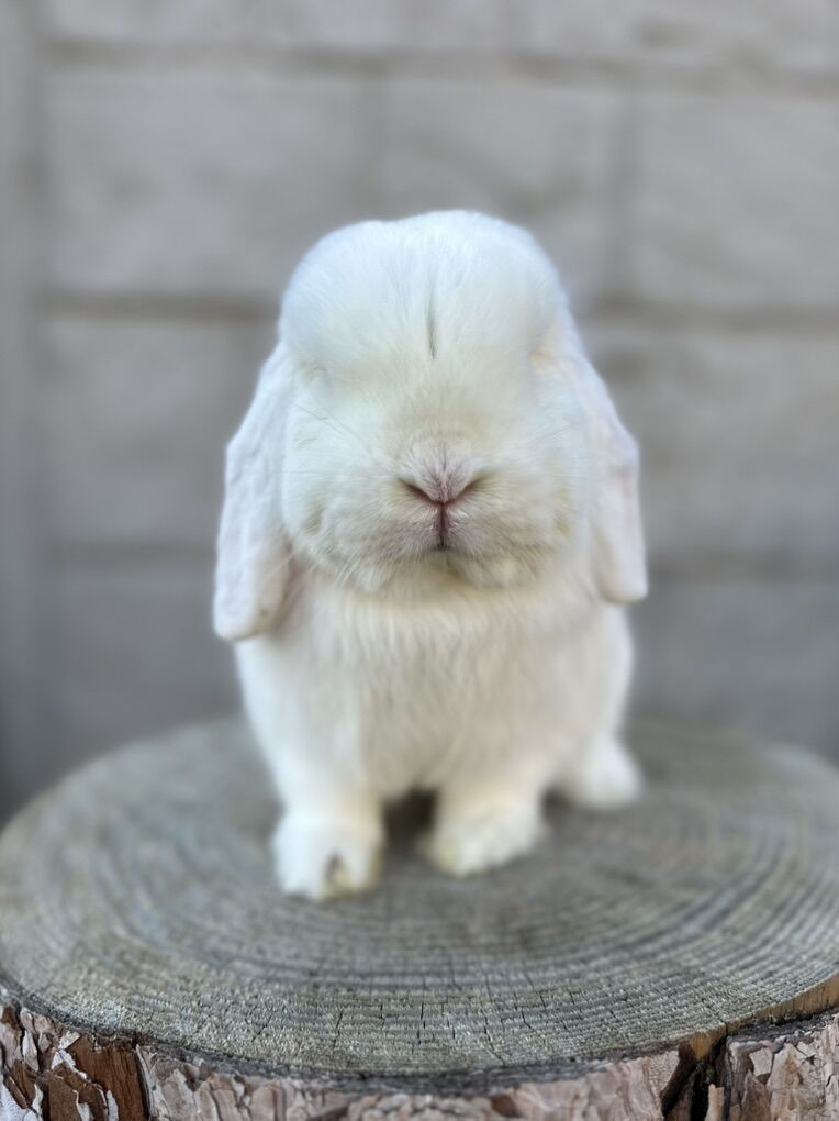Holland Lop Male Red Eyes | Rabbits | KSL Classifieds